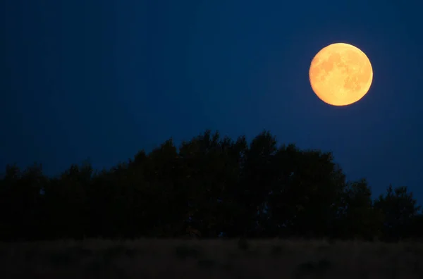 Lush hermosa luna redonda y las estrellas en el cielo sobre las copas ...