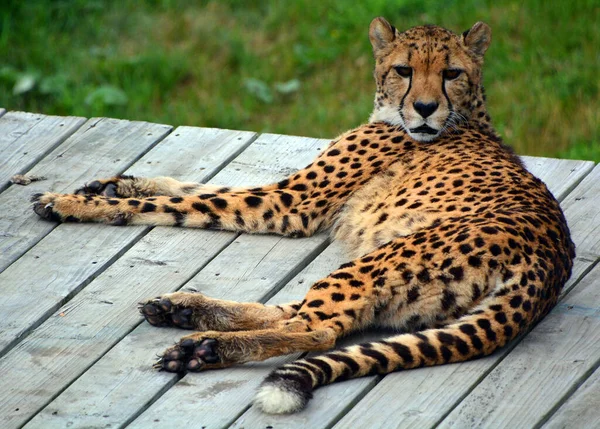 Cheetah is a large-sized feline inhabiting most of Africa and part of ...