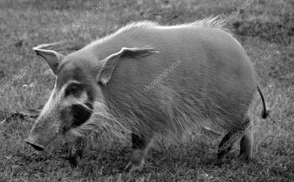 El cerdo rojo del río también conocido como el cerdo arbusto (pero no ...