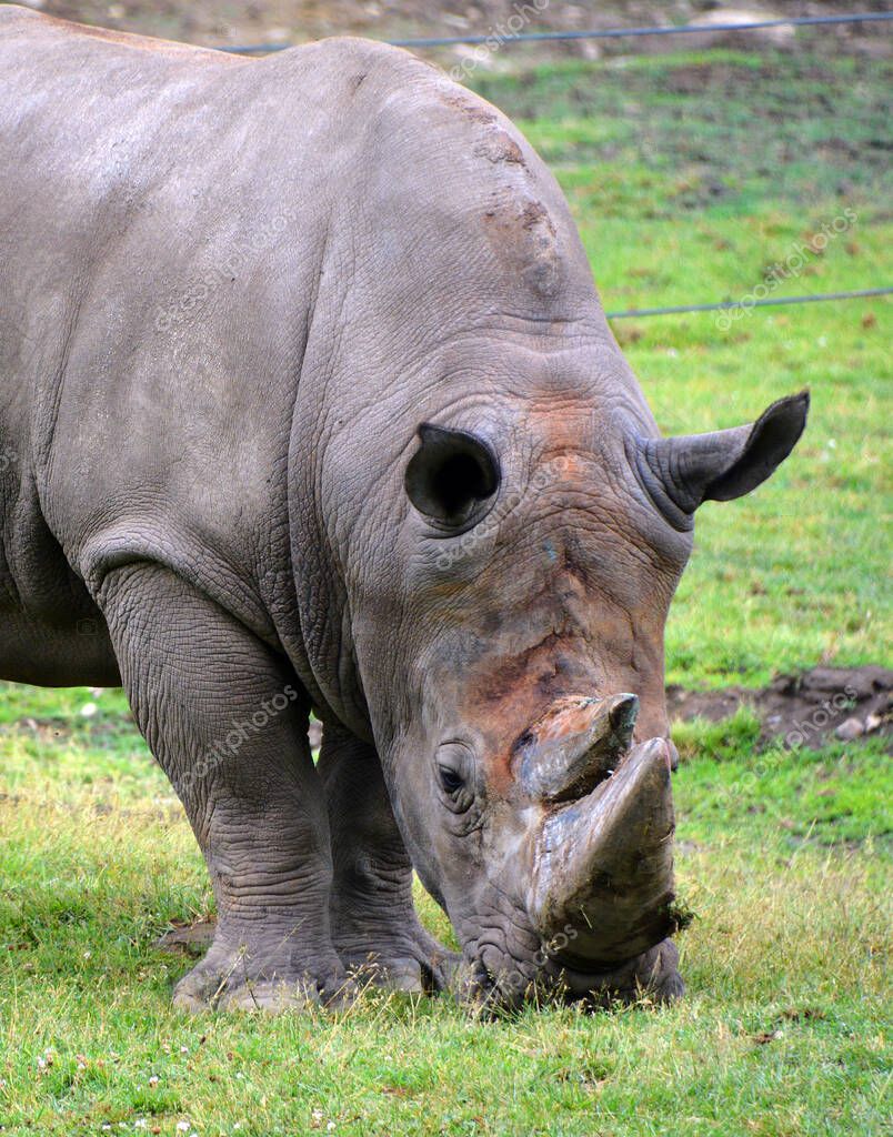 El rinoceronte blanco o rinoceronte de labio cuadrado es la especie de ...