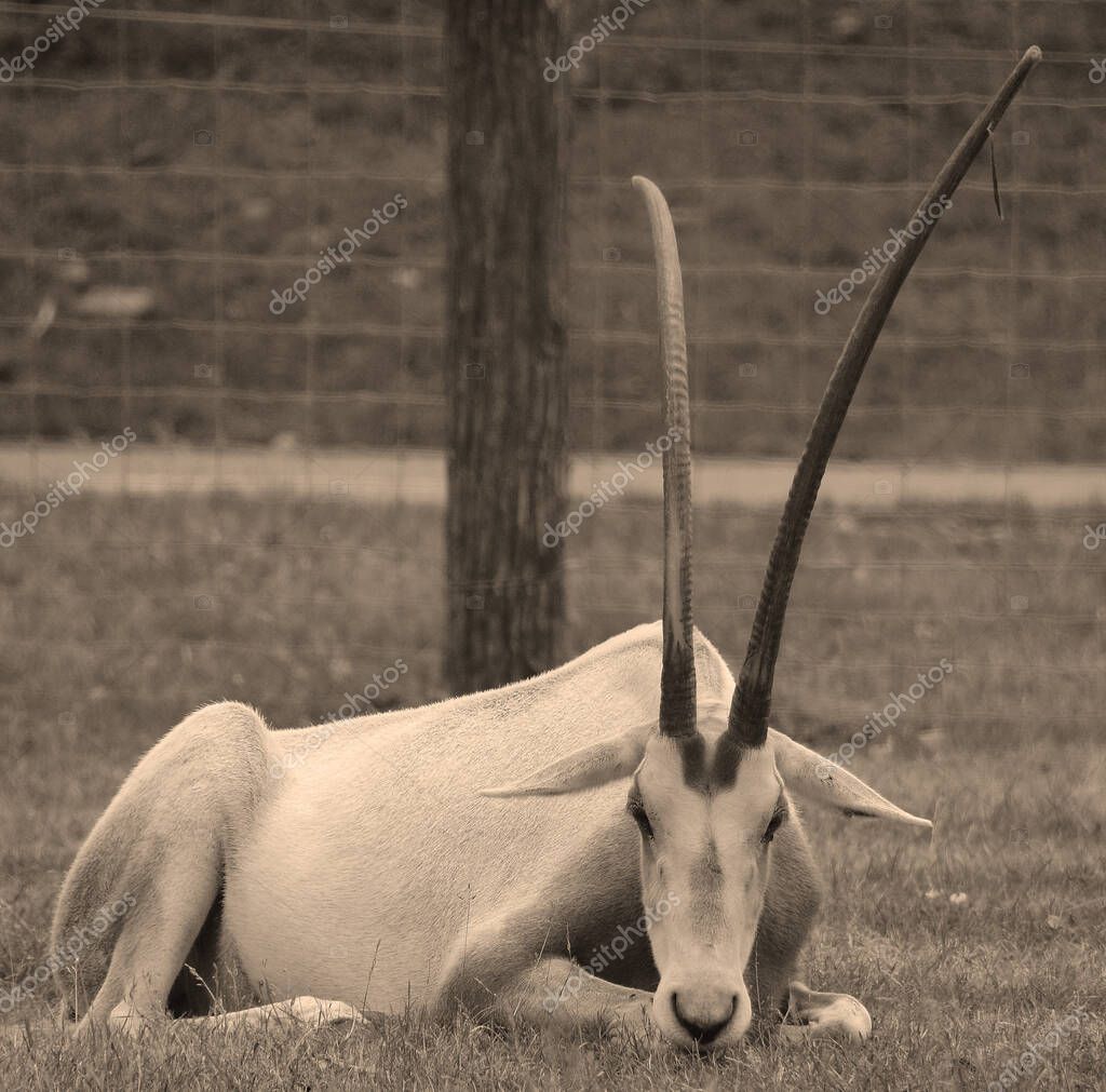 Addax, también conocido como el antílope blanco y el antílope de ...