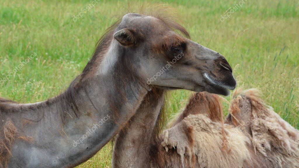 El camello es un ungulado del género Camelus, con depósitos grasos ...