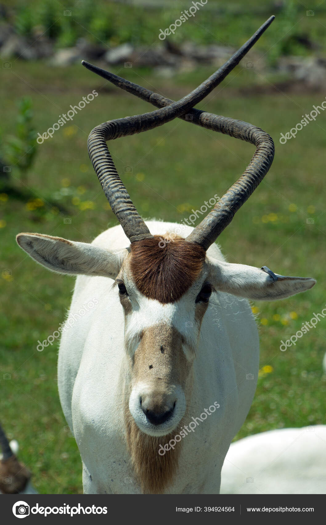 Addax Also Known White Antelope Screwhorn Antelope Antelope Genus Addax ...