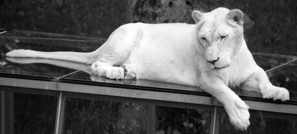 Albino Panther