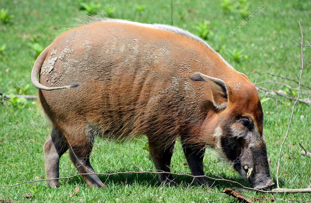 El cerdo rojo del río también conocido como el cerdo arbusto (pero no ...