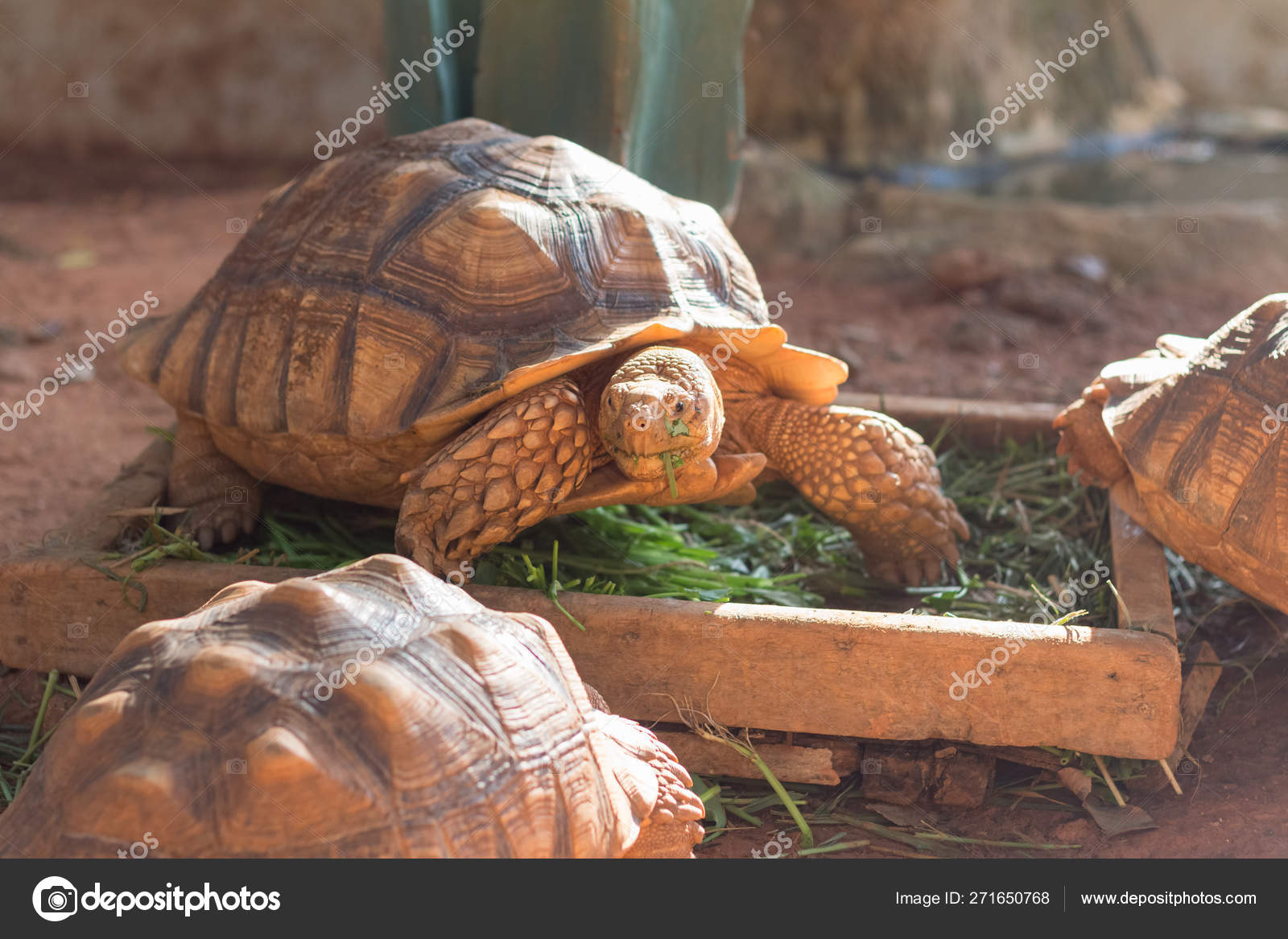 Sulcata Tortoise African Spurred Tortoise Geochelone Sulcata One ...