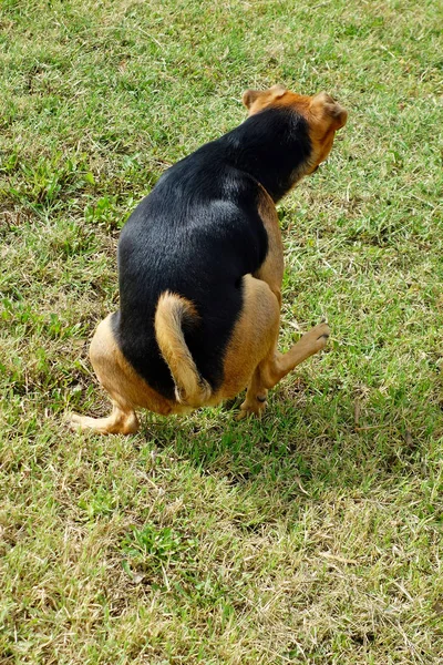 Perro orinar fotos de stock, imágenes de Perro orinar sin royalties ...
