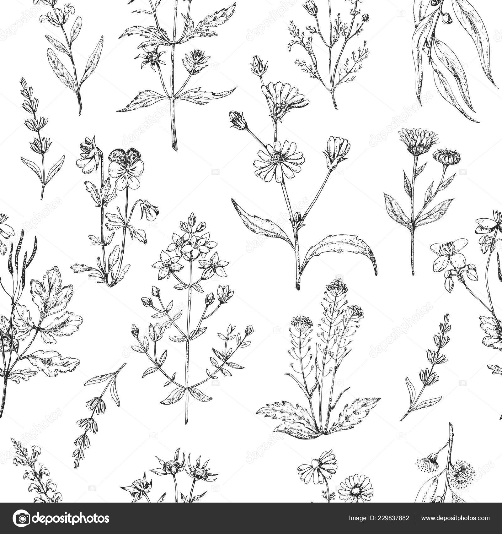 Seamless Vector Pattern Medicinal Herbs Wild Healing Plants Vintage ... Seamless Vector Pattern Medicinal Herbs Wild Healing Plants Vintage ...