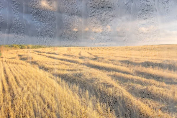 An agricultural field with haystacks, illuminated by evening sunlight ...