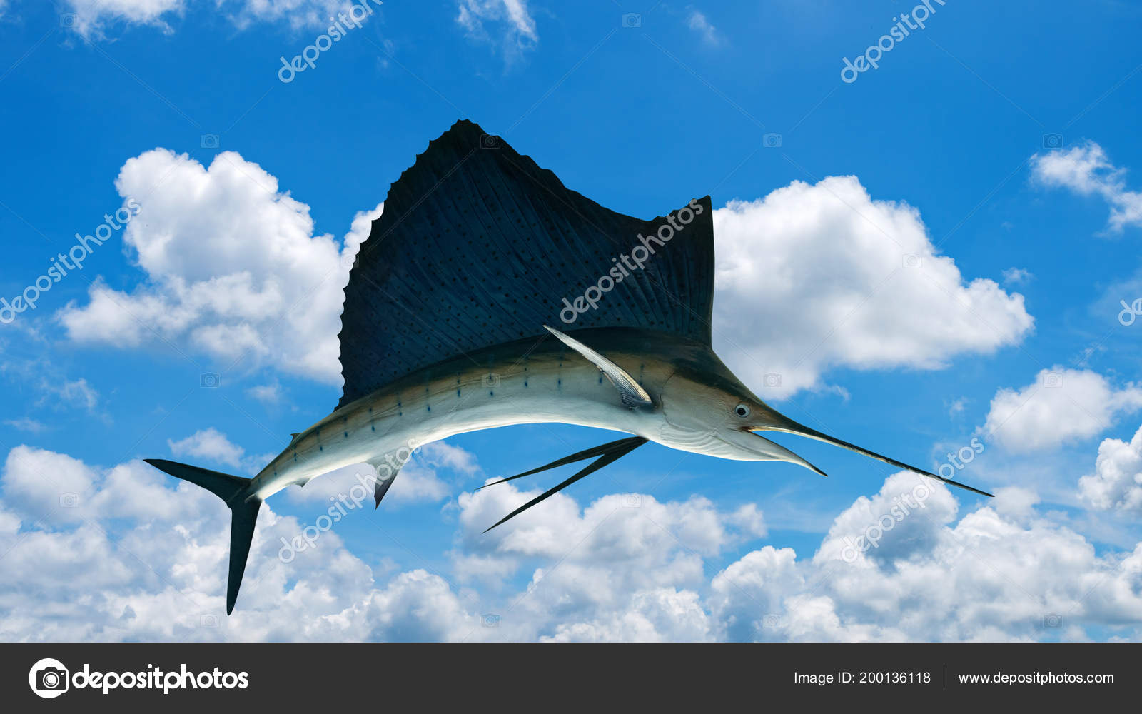 Florida State Saltwater Fish