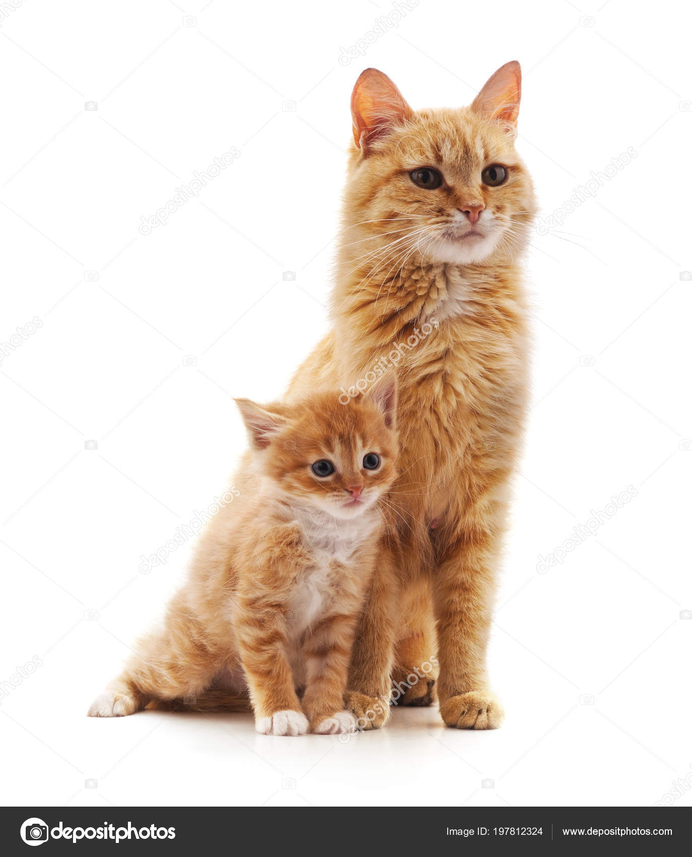 Cat Kitten Isolated White Background — Stock Photo © Voren1 #197812324