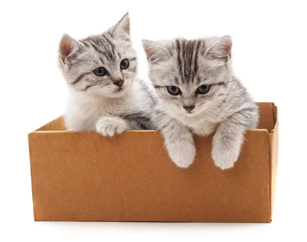 Kitten box Stock Photos, Royalty Free Kitten box Images | Depositphotos