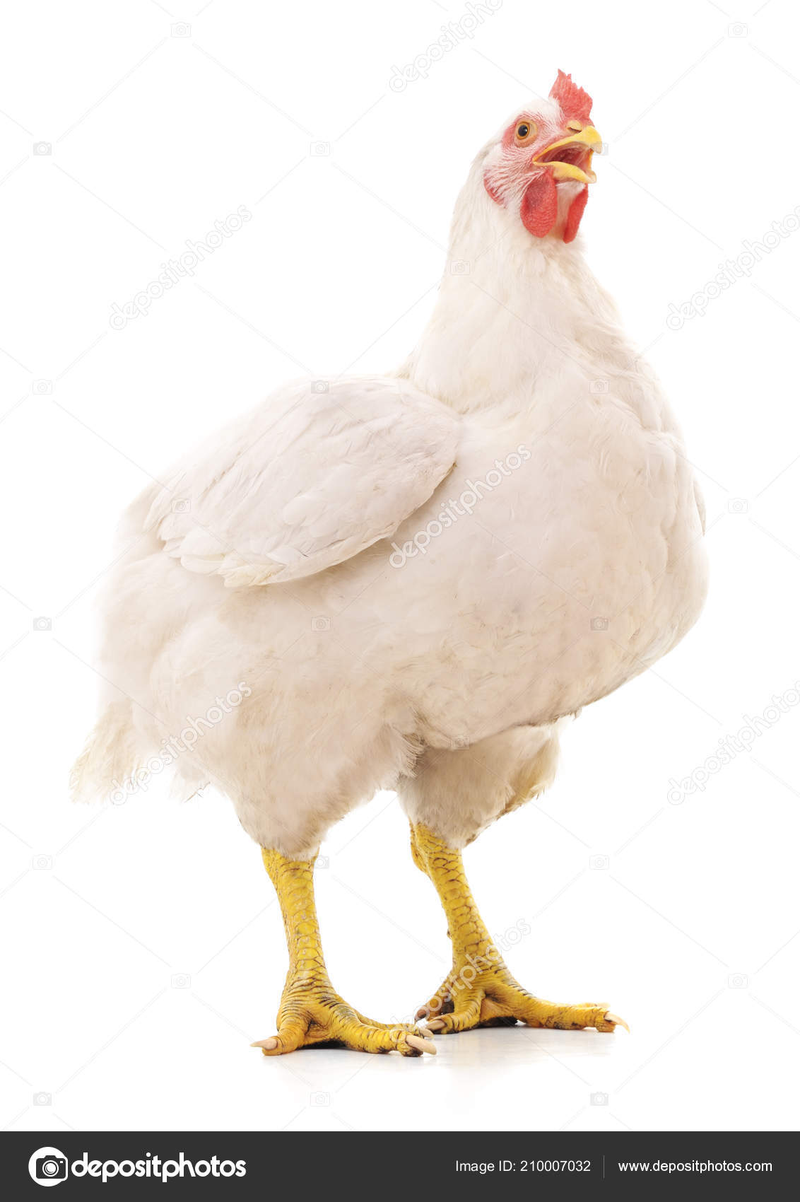 Big Hen