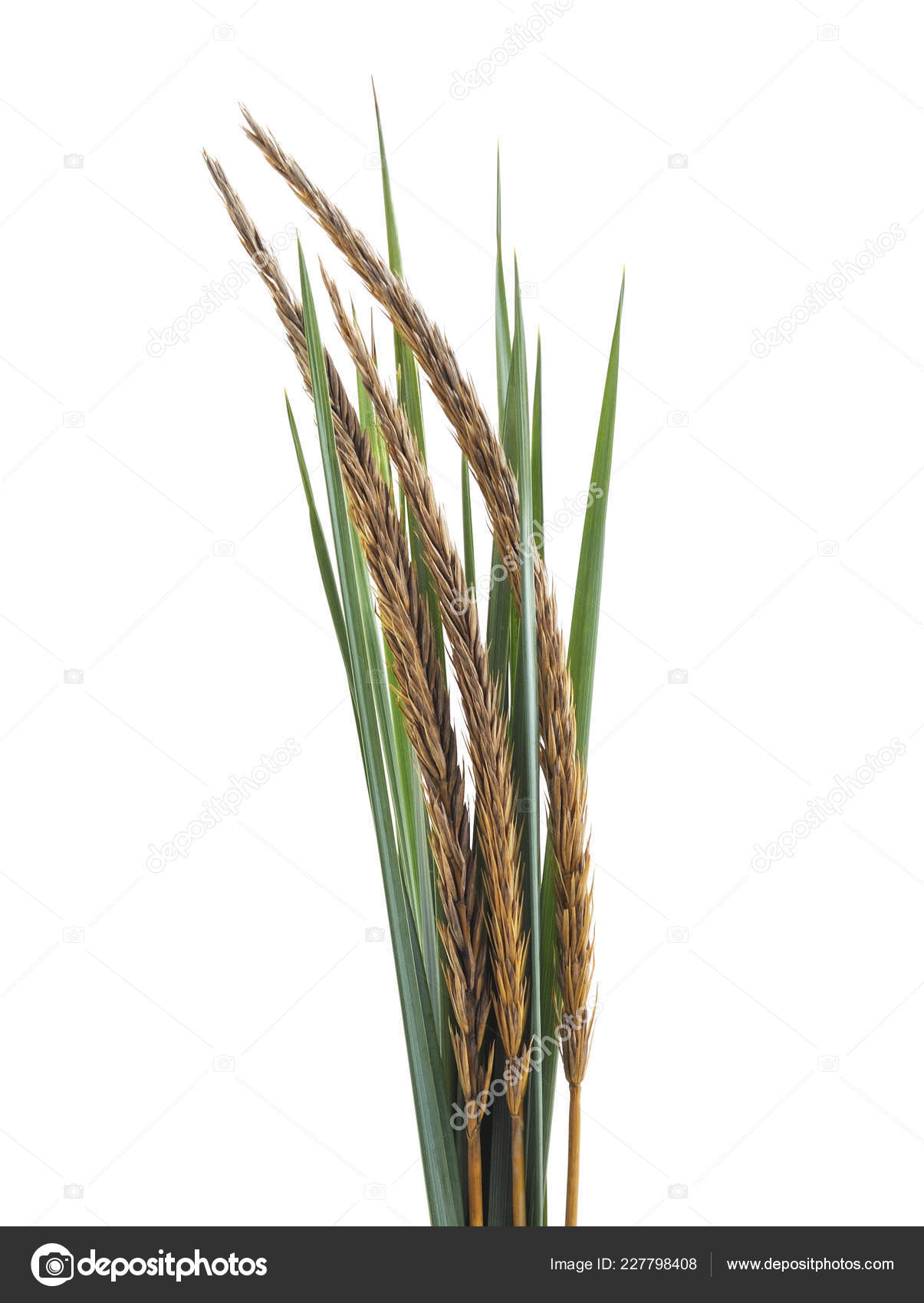 Bunch Green Cane Isolated White Background Stock Photo by ©Voren1 227798408