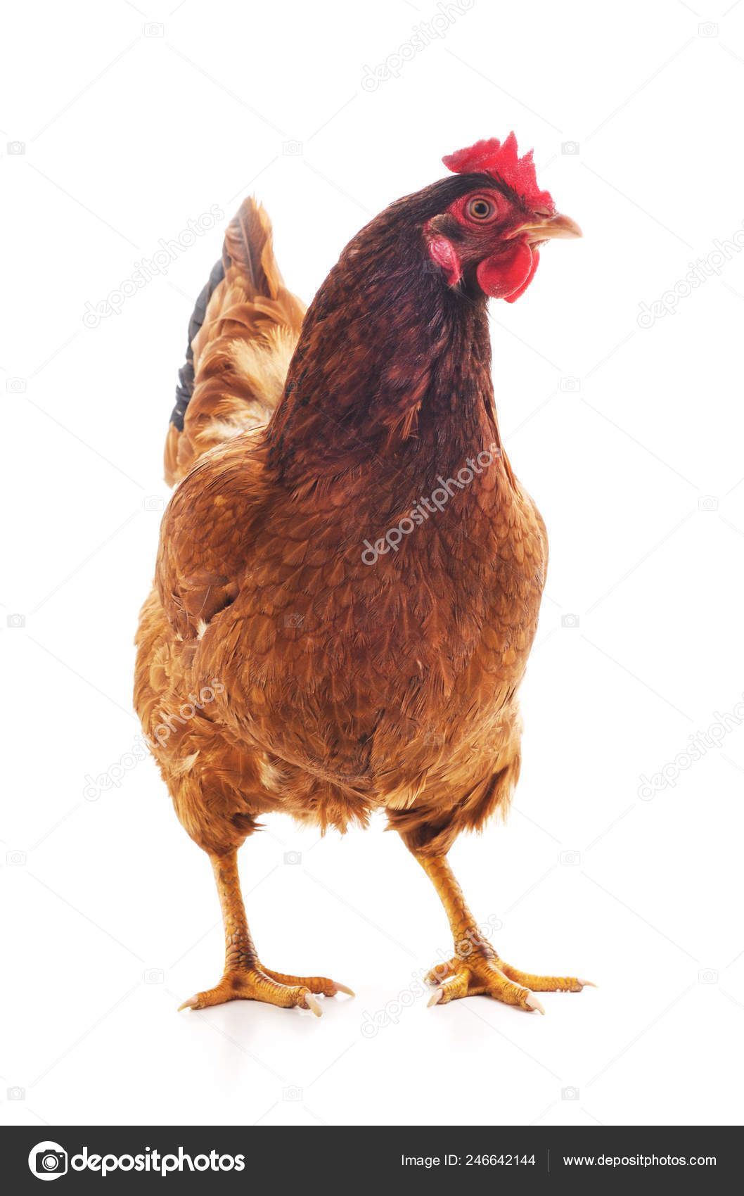 Pollo Marrón Joven Aislado Sobre Fondo Blanco — Foto de stock ...