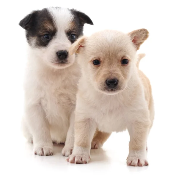 Two Cute Puppies Isolated White Background Stock Photo by ©Voren1 218789704