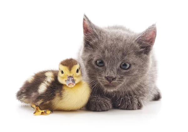 Chick and duckling Stock Photos, Royalty Free Chick and duckling Images ...