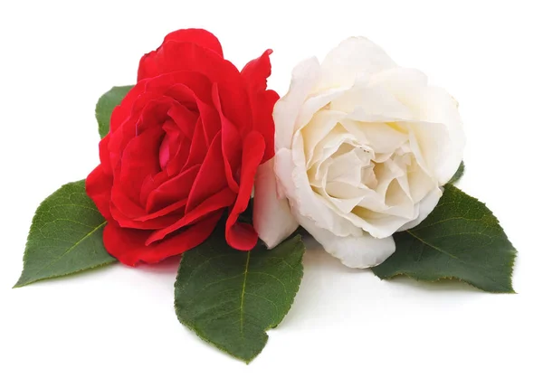 White and red roses. — Stock Photo © Voren1 #192214328