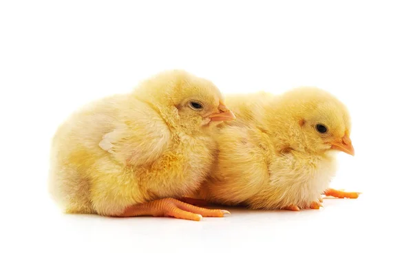 Incubation sepsis Stock Photos, Royalty Free Incubation sepsis Images ...