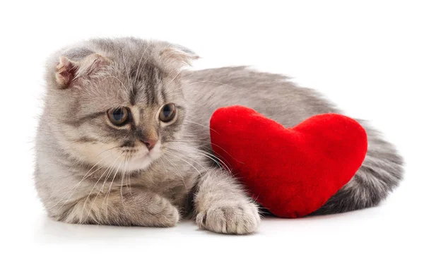 Gatto con cuori Foto Stock, Gatto con cuori Immagini | Depositphotos