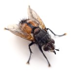 Isolated House Fly Stock Photo by ©macropixel 6298270