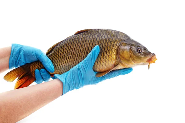 Big fish Stock Photos, Royalty Free Big fish Images | Depositphotos