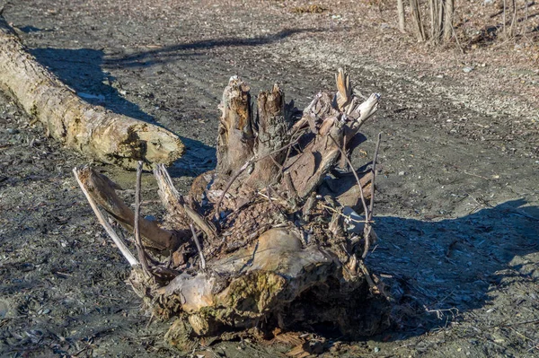 Broken tree limbs Stock Photos, Royalty Free Broken tree limbs Images ...