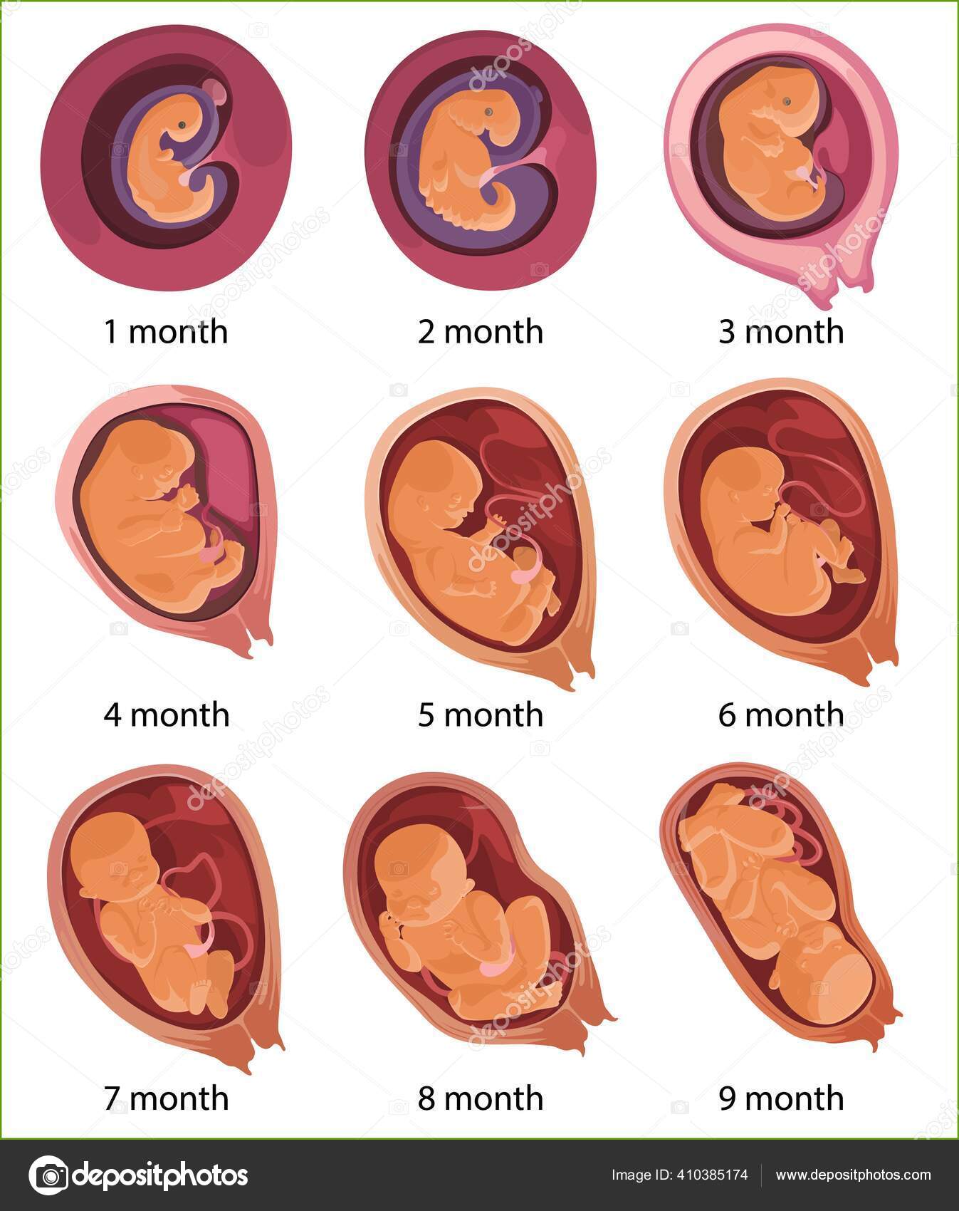 Desenho De Embriao Humano
