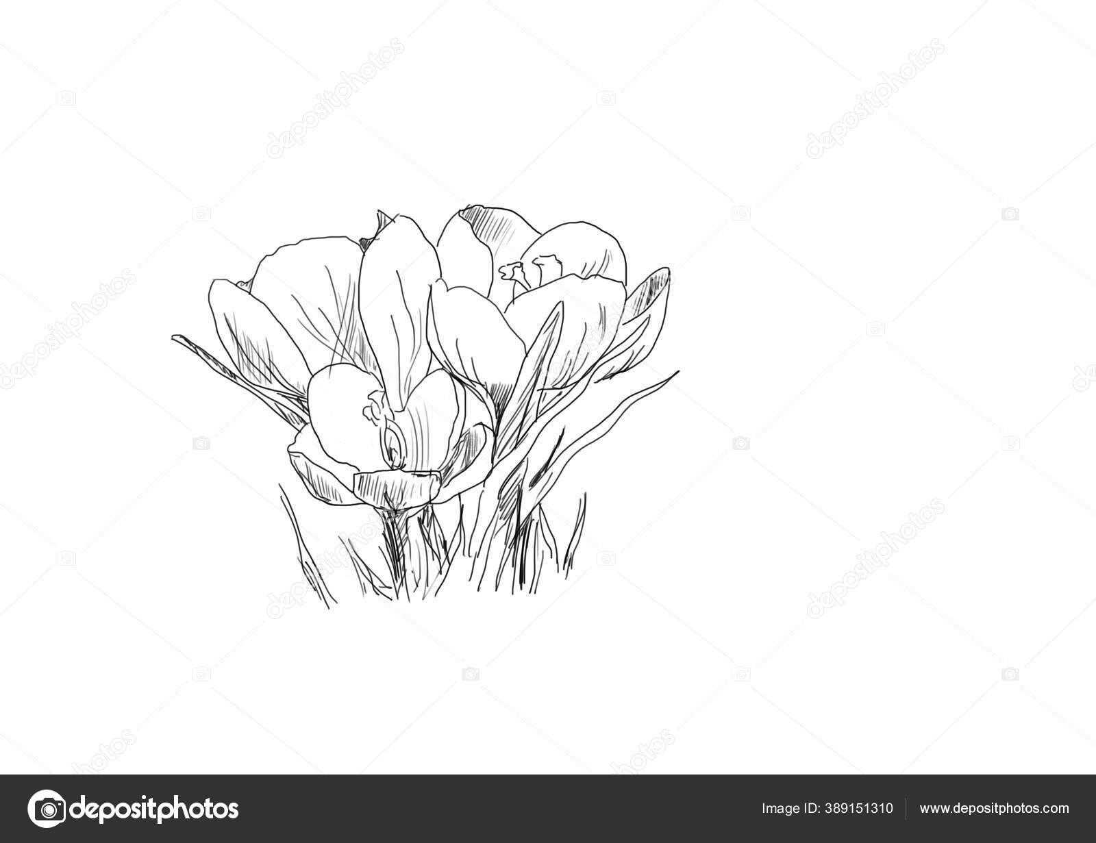 Hand drawing line art of spring Crocus flowers ⬇ Stock Photo, Image by ...
