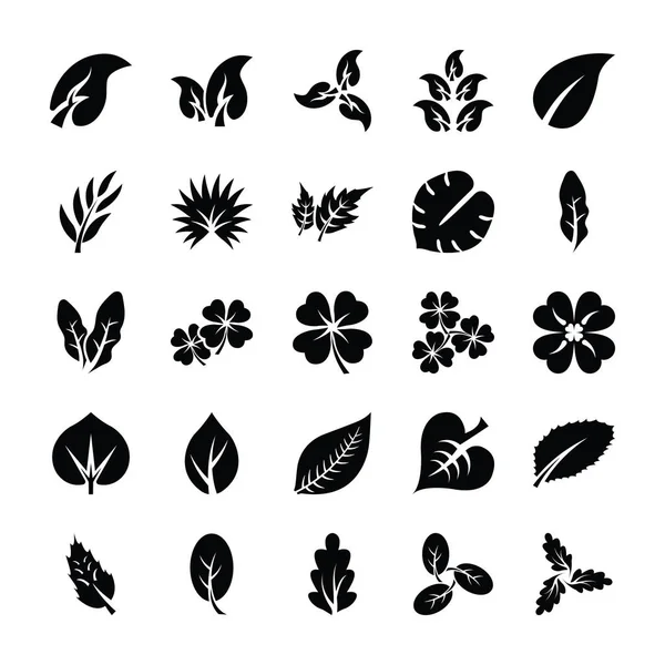 Hevea brasiliensis leaf Vector Art Stock Images | Depositphotos
