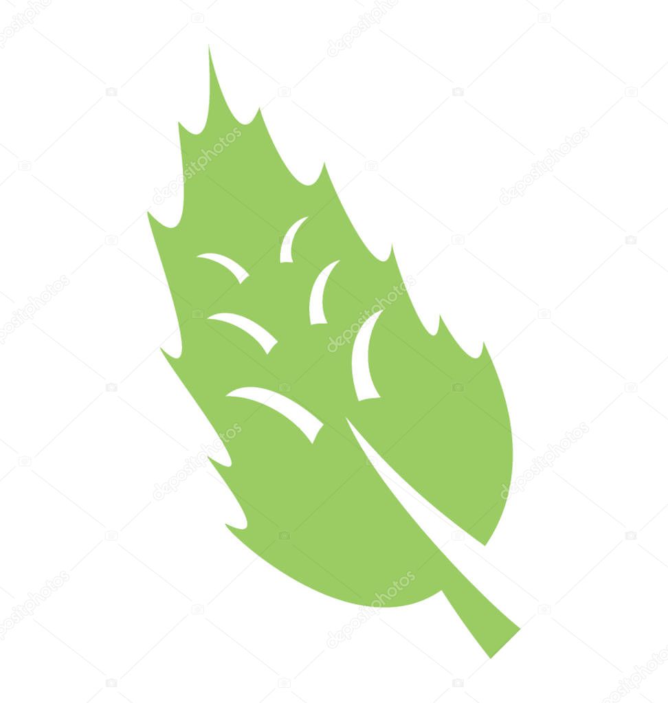 Hojas Compuestas Con Hojas Y Venas Que Denotan Hoja De Abeto 2022