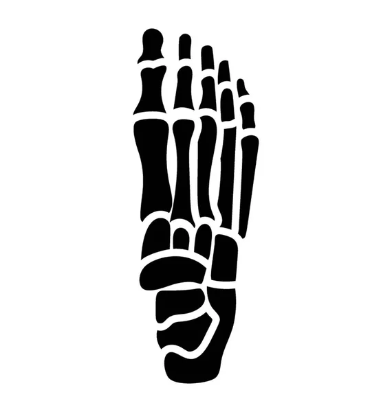 100,000 Foot bones Vector Images | Depositphotos