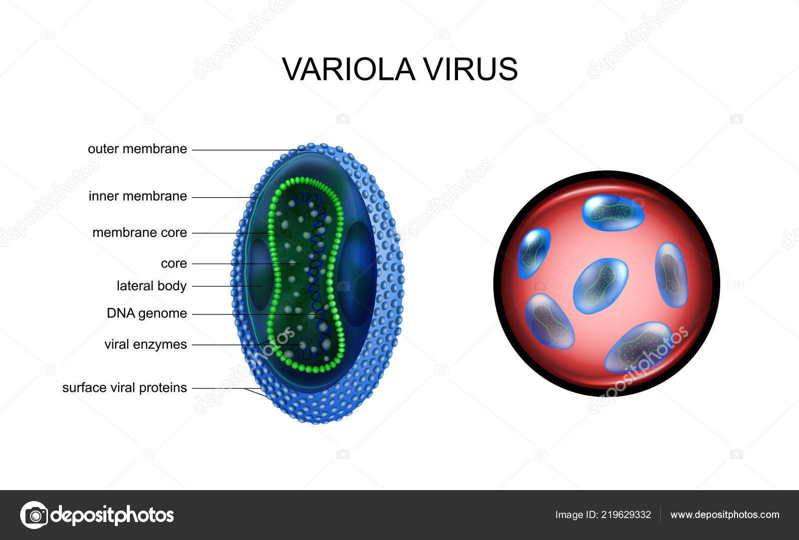Vektorillustration Variola Smittkoppor Virus Särskilt Farliga ...