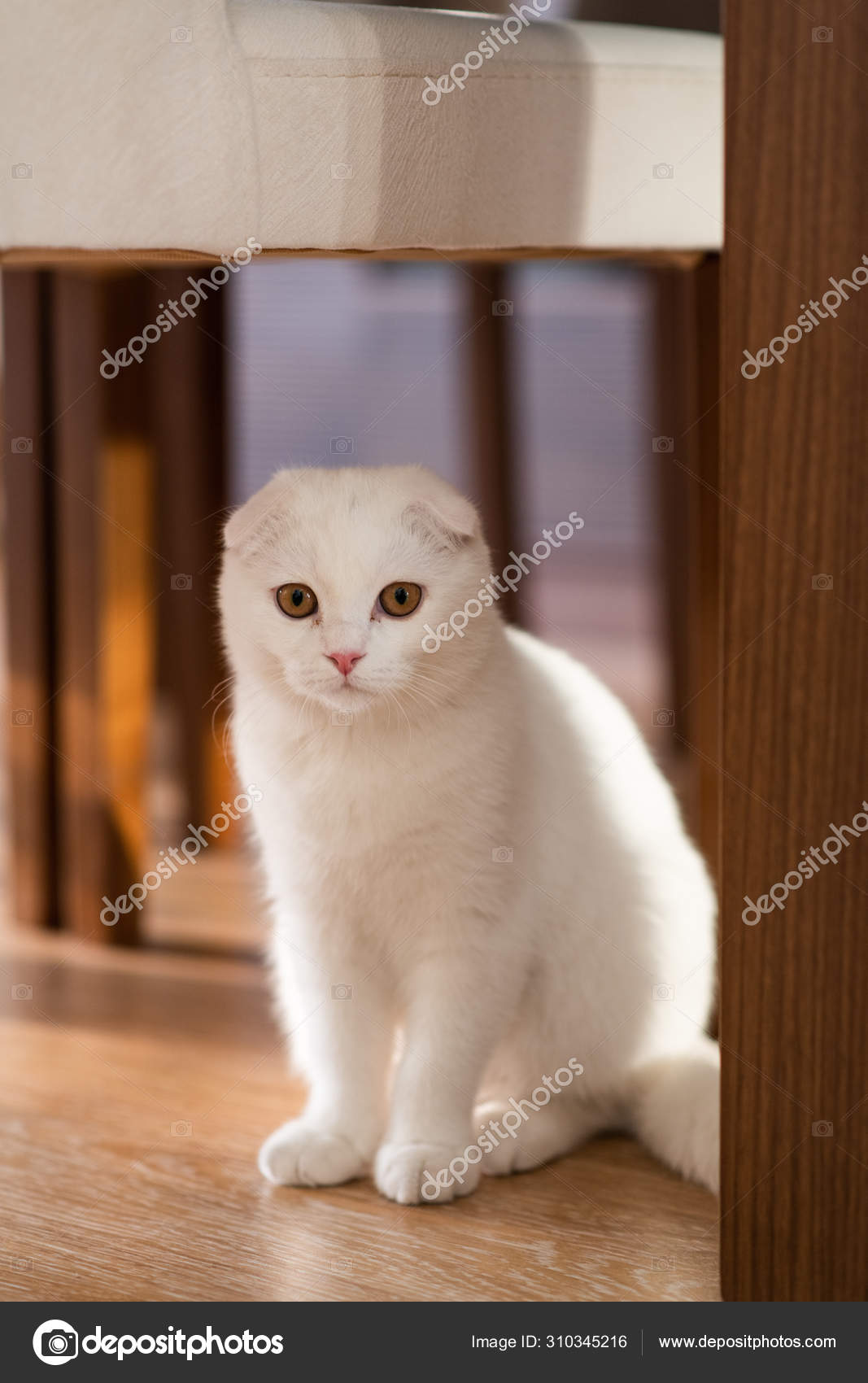 White Scottish Fold