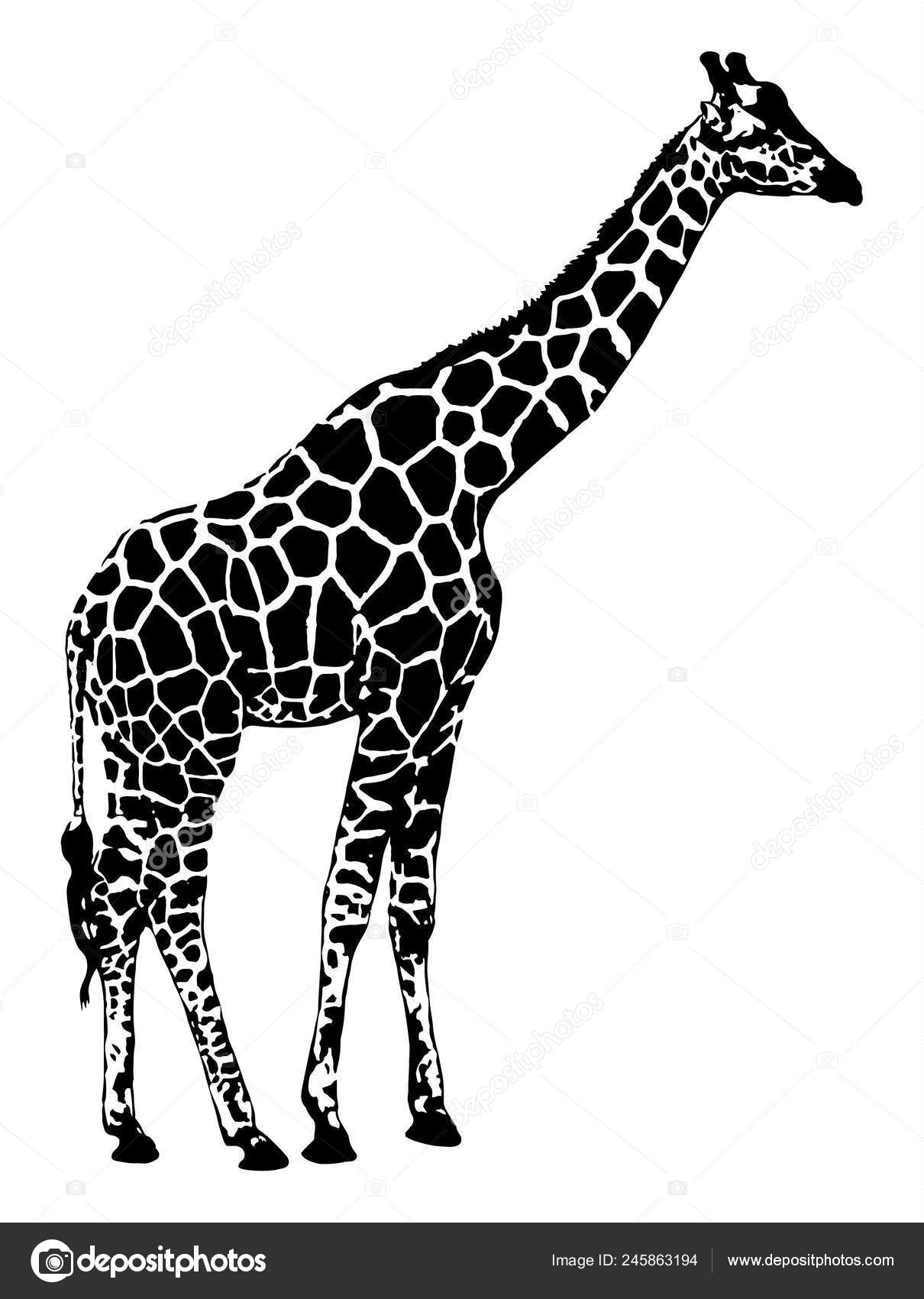 Giraffe Vector Graphics Isolated White Background Stock Vector Image by ...