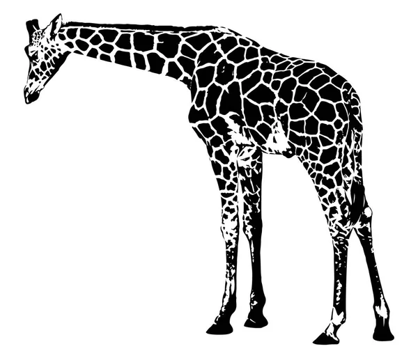 Realistic giraffe made in watercolor. Stock Vector Image by ©Olga ...