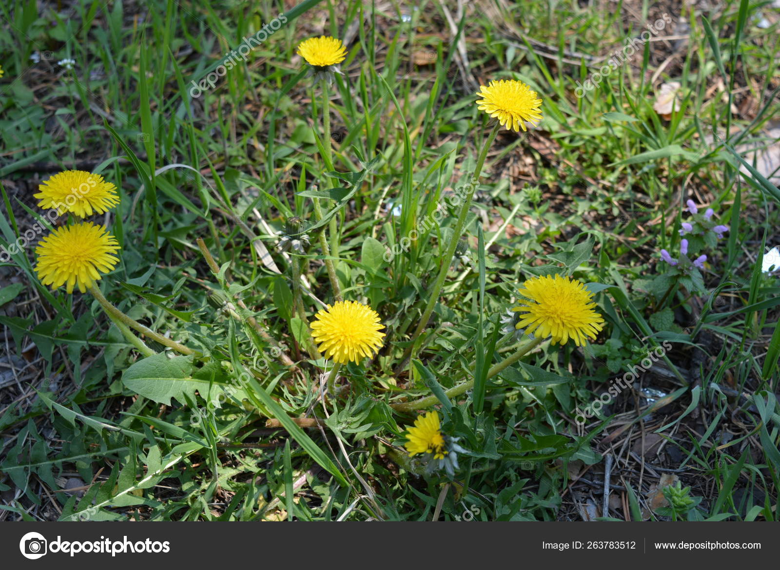 Spring Early Yellow Fragrant Flowers Dandelions Dandelion Bushes Green ...
