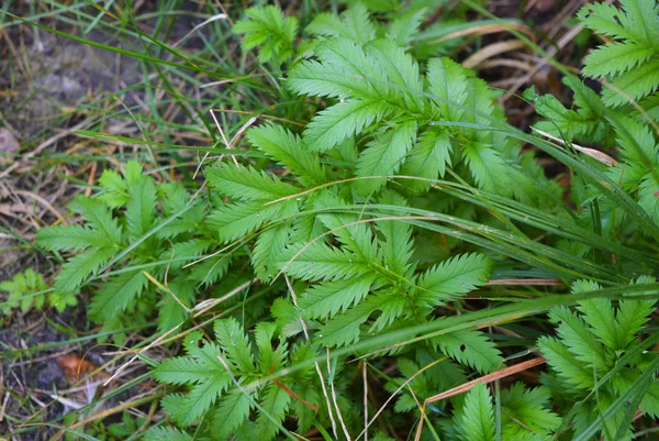 Very delicate and original green flower leaves with unusual leaves on a ...