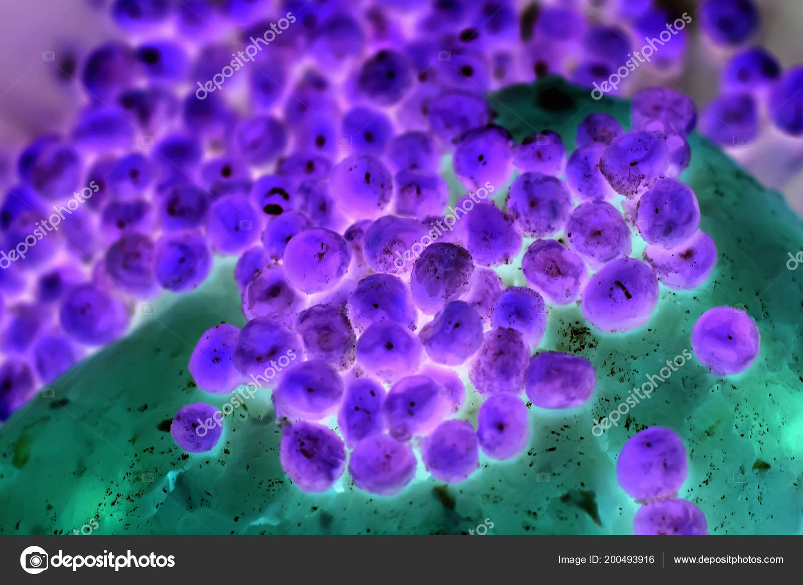 Appearance Some Bacteria Cells Microscope Cells Virus Microscope ...