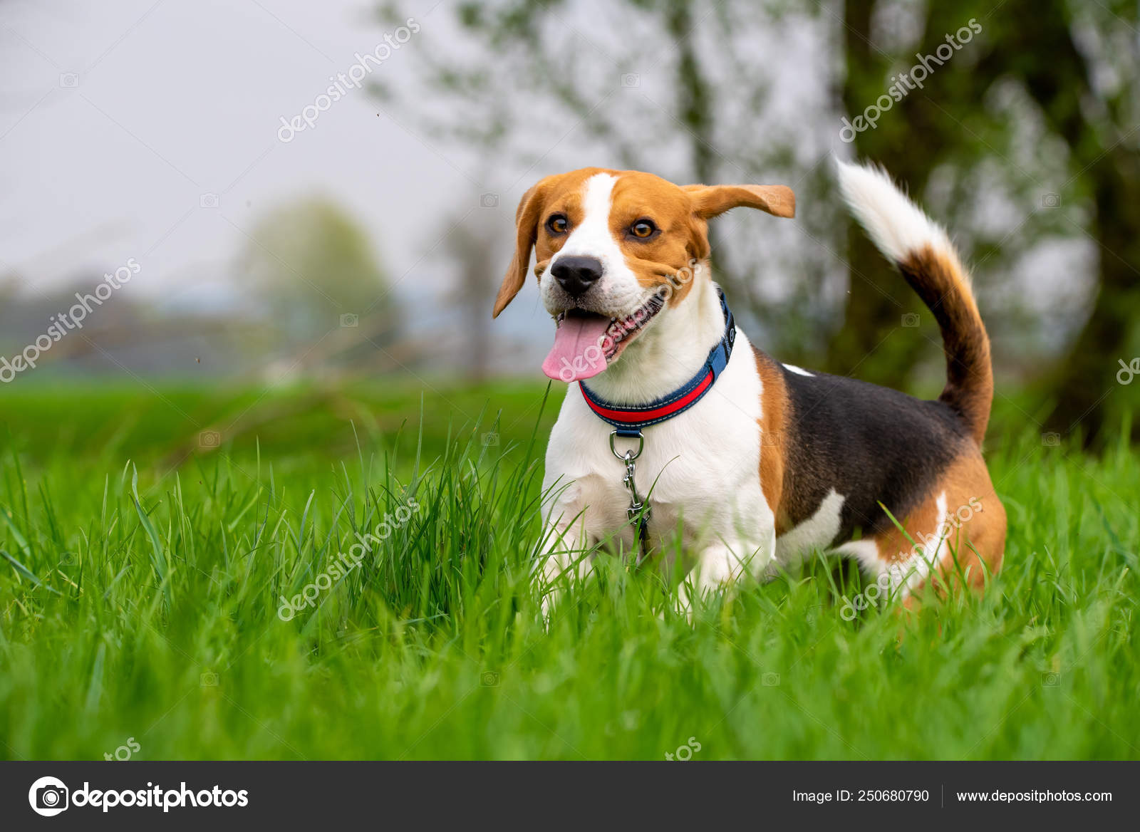 Beagle Running
