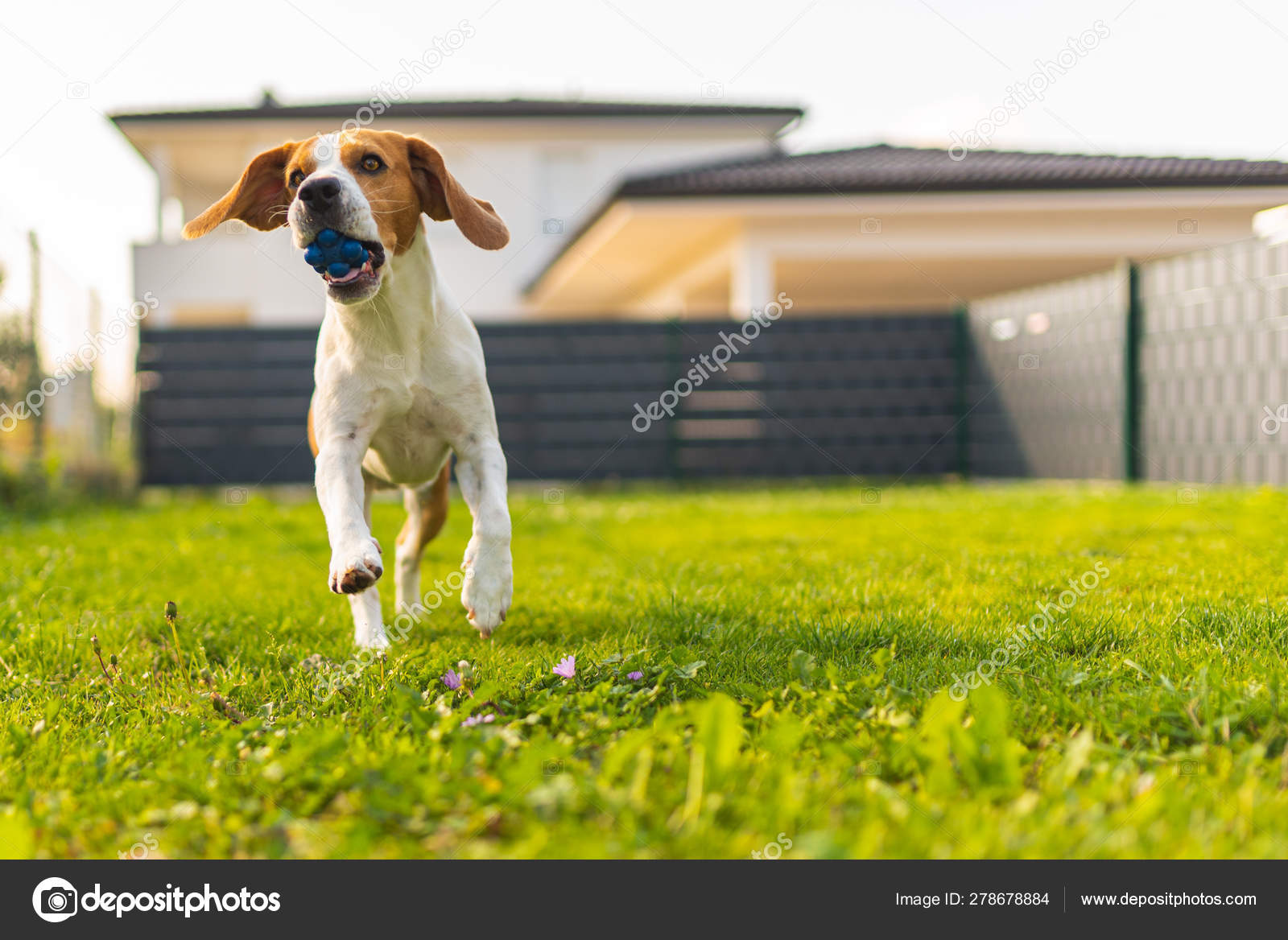 Beagle Running