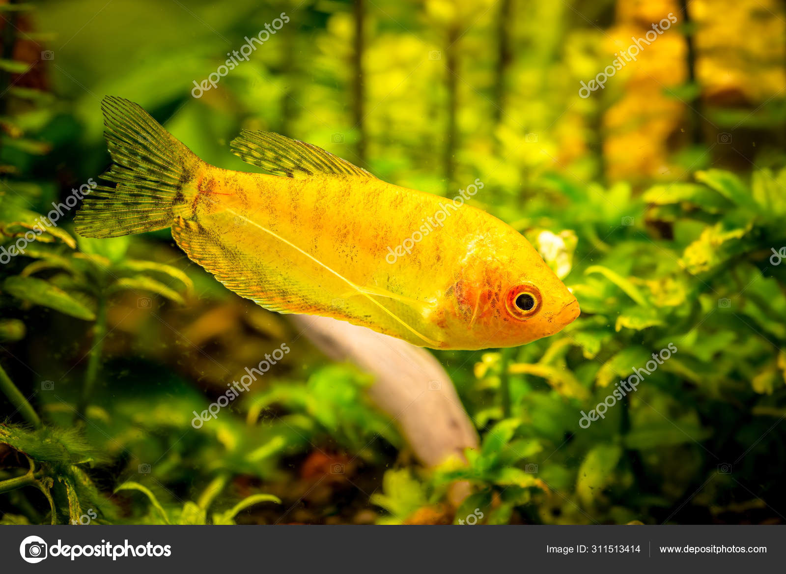Gold Gourami