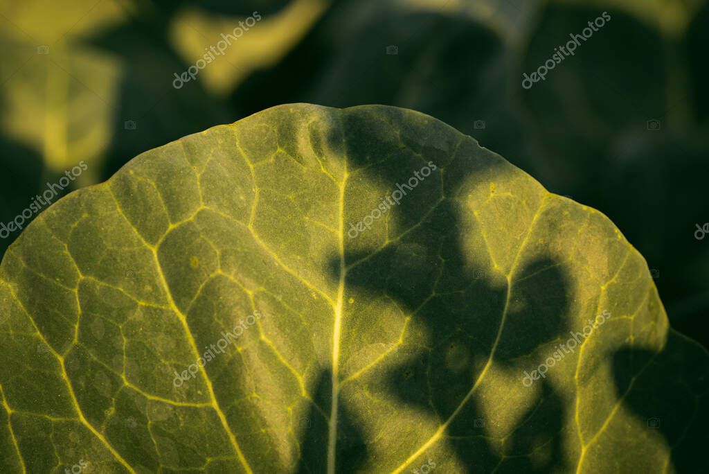 Hoja de col detallado primer plano de los detalles. Campo agrícola en ...