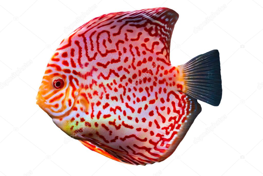 Primer plano de un pez Symphysodon discus tropical de tablero de ...