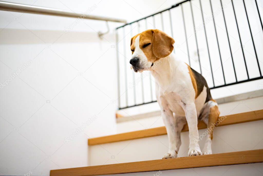 Triste perro beagle sentado en las escaleras, Camino al dormitorio ...
