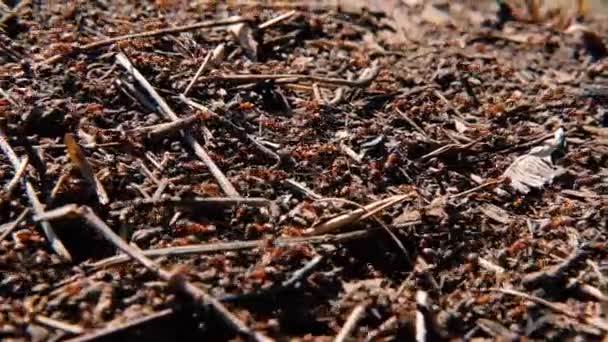 20 Insectes intelligents Videos, Royalty-free Stock Insectes ...