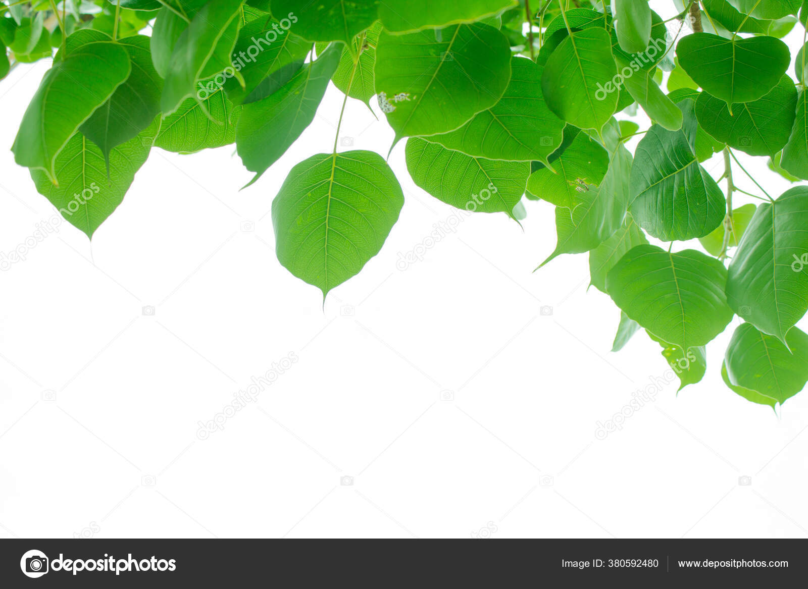 Bodhi Leave White Background Stock Photo by ©TONG4130 380592480