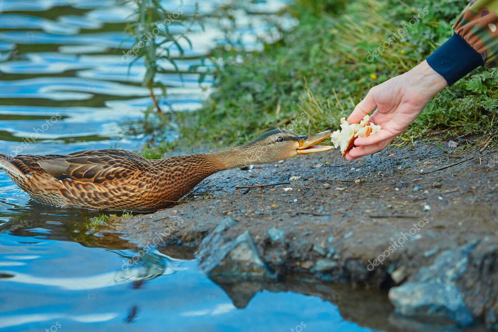 El humano alimenta a un pato salvaje con pan blanco. El concepto de ...