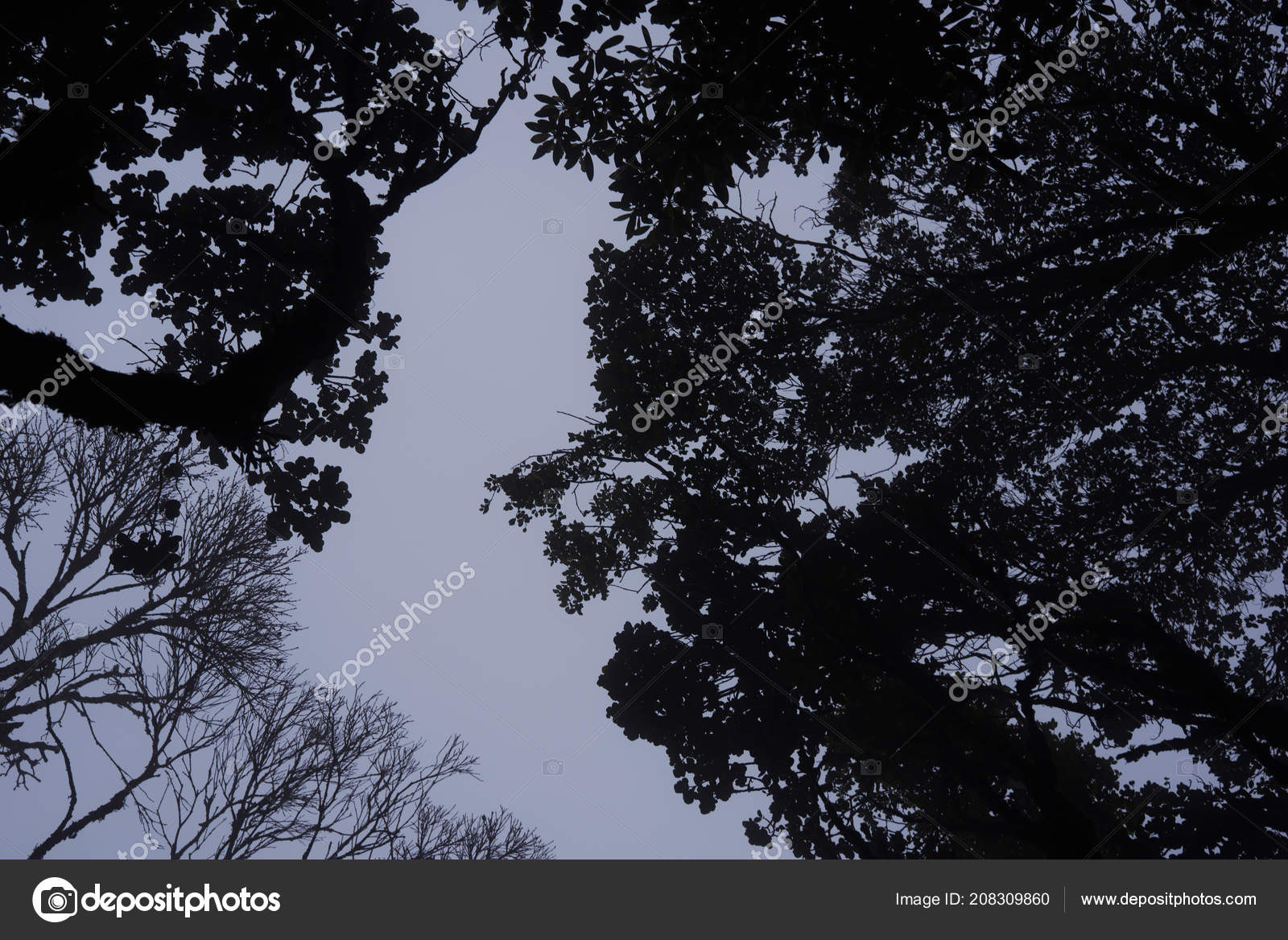 Foggy Treetops Deep Forest Magnificent Heavy Mist Landscape Tree Branch ...