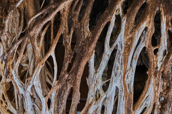 Mangroves roots Stock Photos, Royalty Free Mangroves roots Images ...